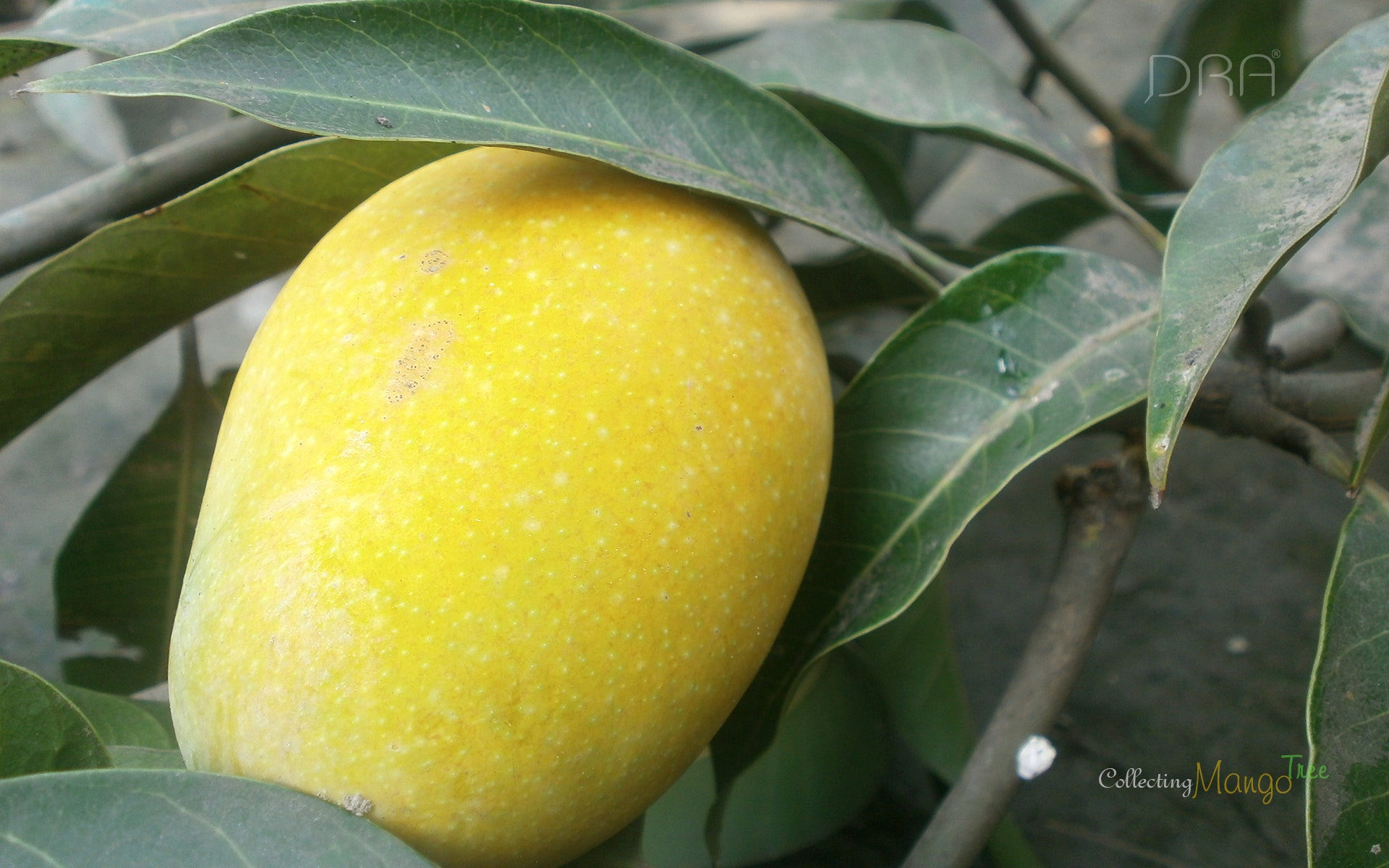 mango - Dr. Sonica Krishan