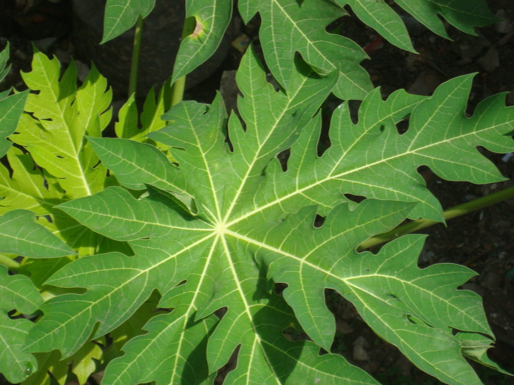 8 Reasons Why Papaya Is Wonderful Health Fruit - Dr. Sonica Krishan